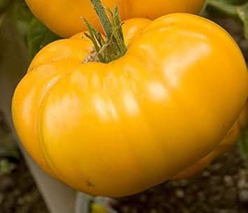 Big Yellow Tomato Seeds – Heirloom Garden Variety – Dharaseeds