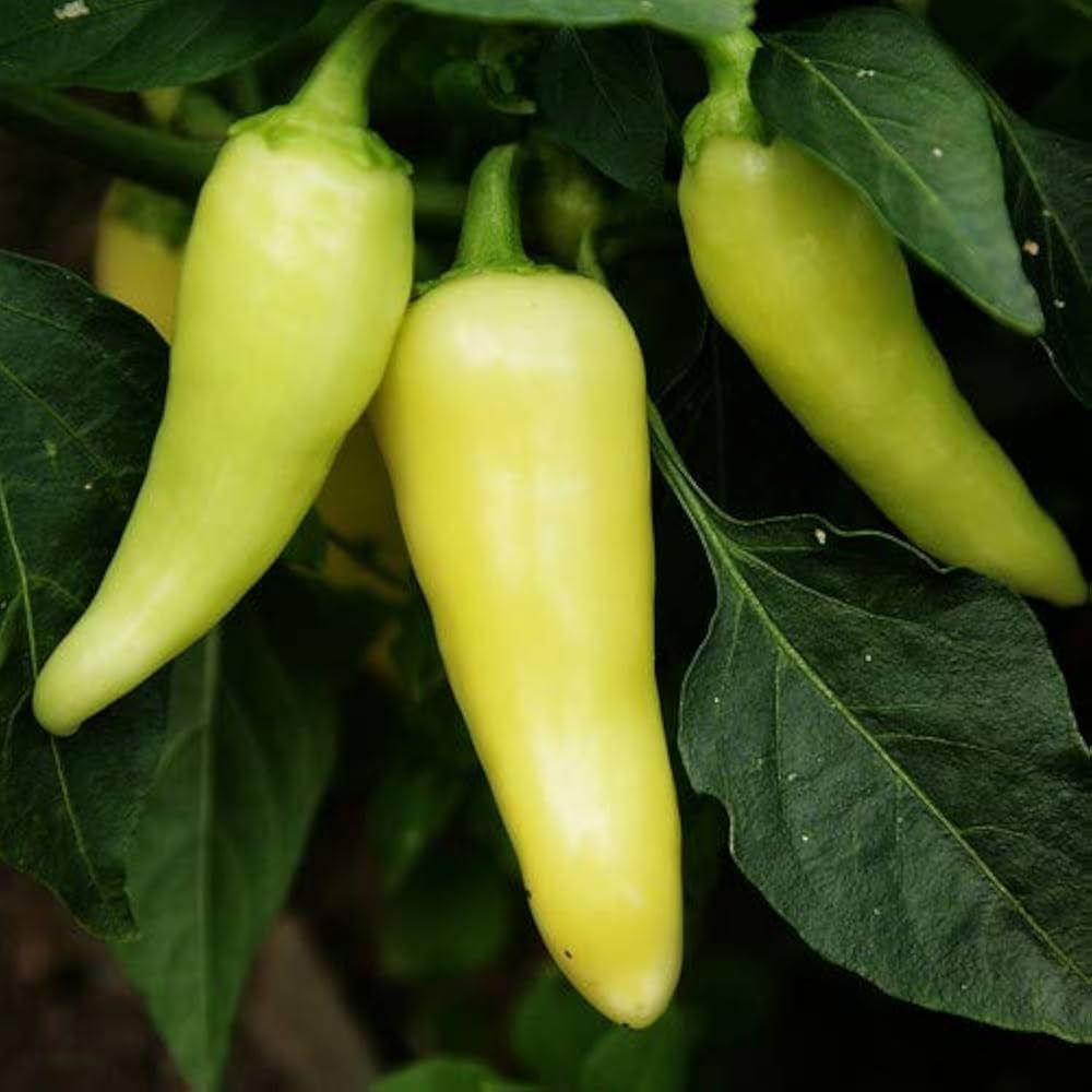 Santa Fe Grande Pepper Seeds – Hot and Flavorful Garden Peppers ...