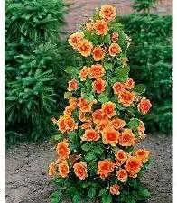 Orange Climbing Geranium Flower | Buy Online Now – Dharaseeds