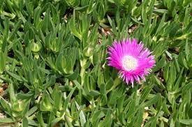 Native Pigface Flower Seeds – Heirloom Non-GMO Seeds for Coastal and ...