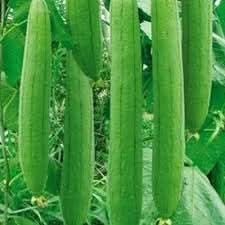Calabaza Vegetable Seeds for Planting heirloom & Non-GMO Seeds - Dharaseeds