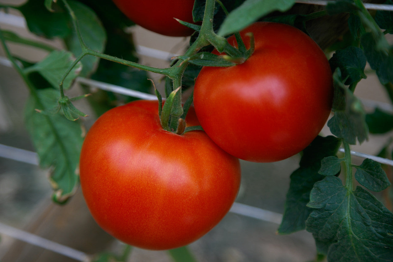 Mexican Silly Tomato Seeds – Heirloom, Non-GMO Vegetable Seeds for ...