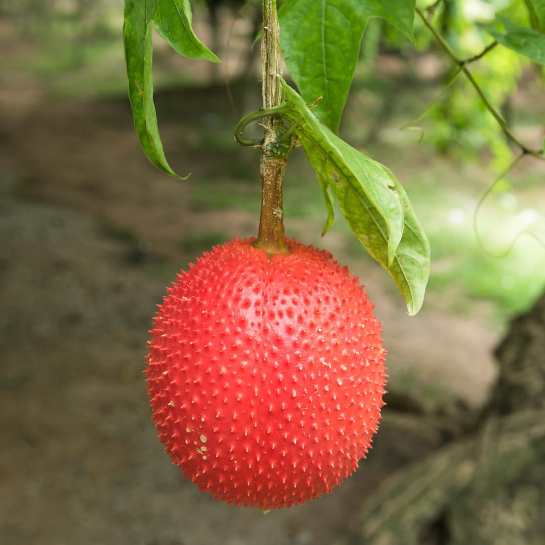 Gac Fruit Seeds – Grow Exotic & Nutritious Tropical Fruits – Dharaseeds