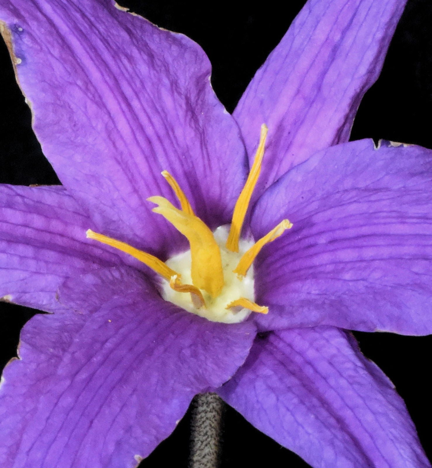 Heirloom Xerophyta Viscosa Flower Seeds, Non-GMO Drought-Tolerant ...