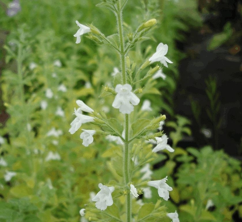 Calamintha Flower Seeds – Heirloom, Non-GMO, Fragrant Pollinator ...
