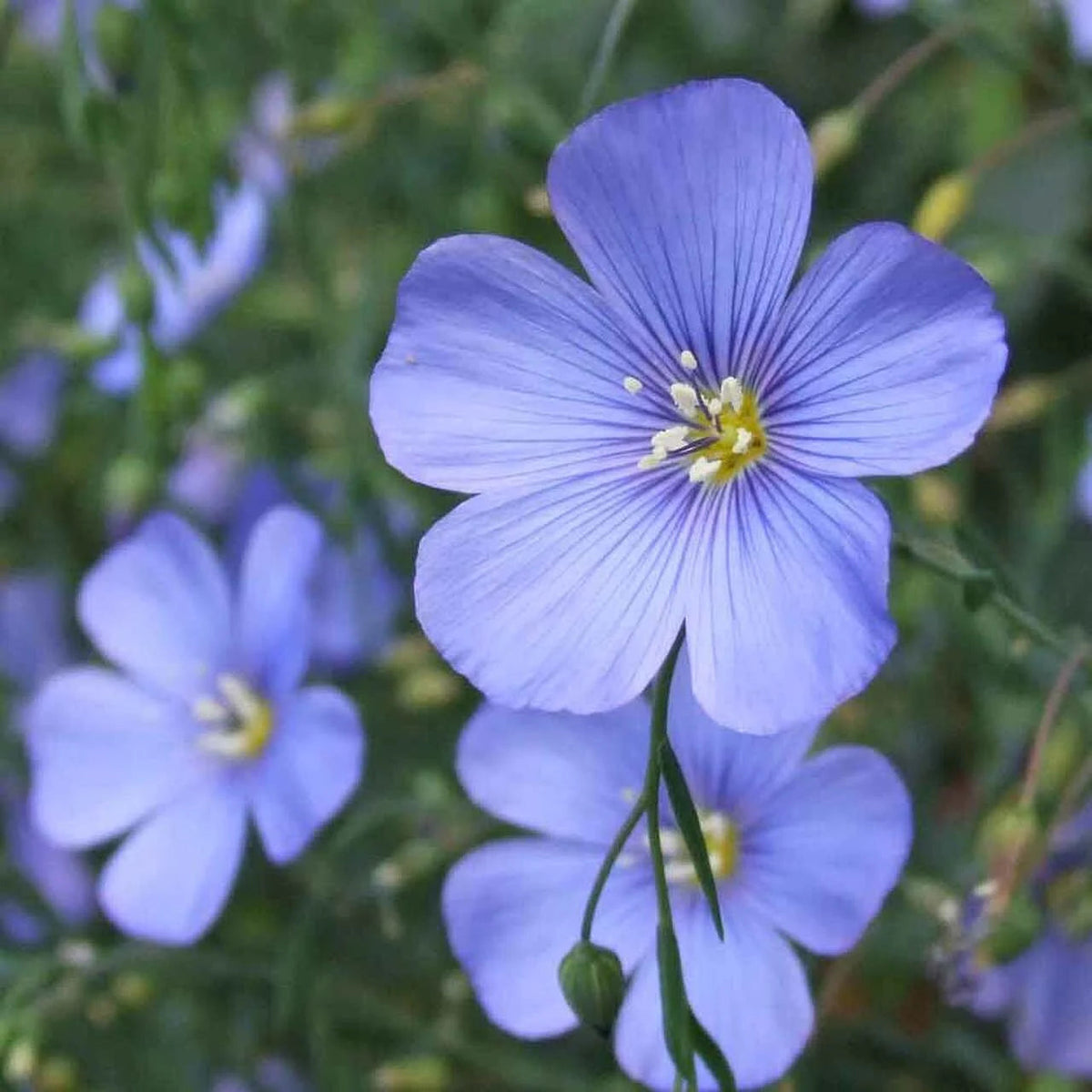 Heirloom Linum Flower Seeds, Non-GMO Flax Blooms for Pollinator ...