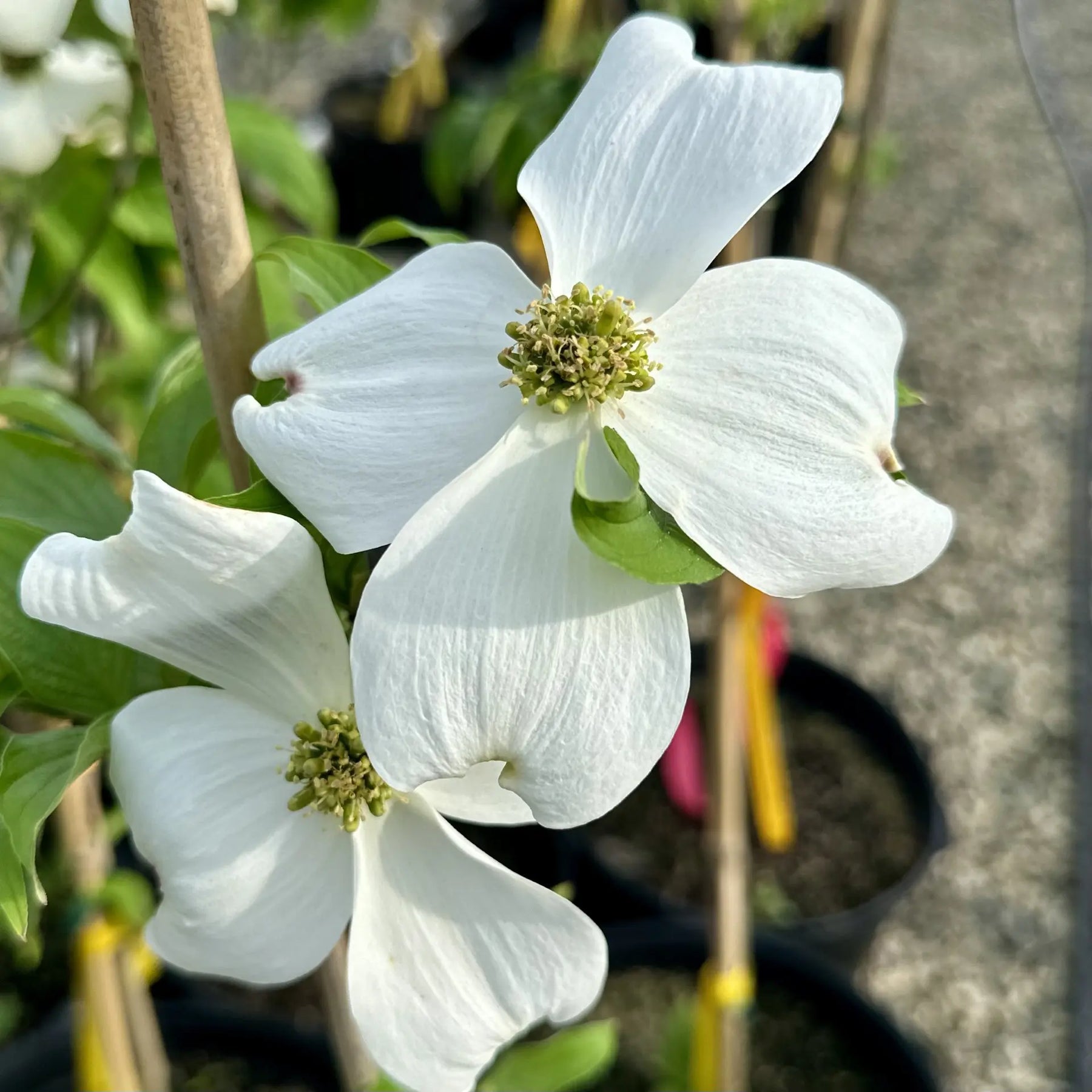 Cornus Florida Seeds for Planting – Organic, Heirloom, Non-GMO ...
