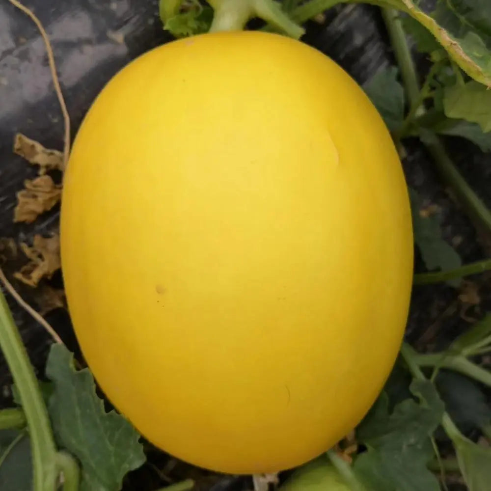 Yellow Melon Seeds - Sweet and Refreshing Melon for Home Gardens ...