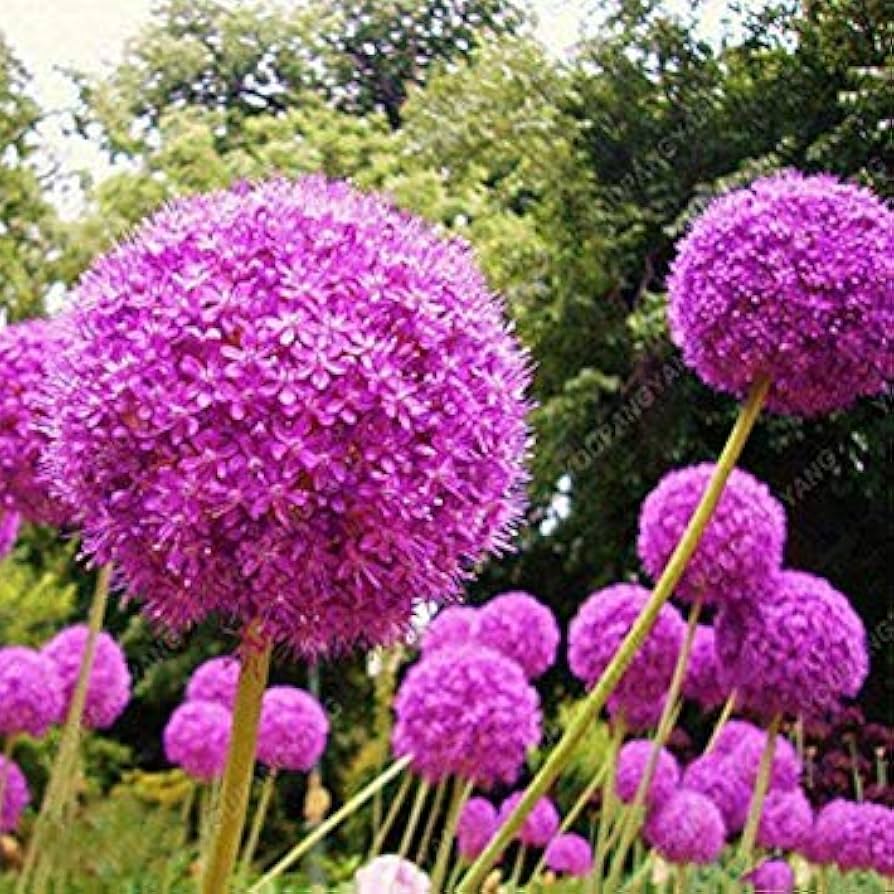 Purple Giant Leek Seeds - Garden & Rare Flower Cultivation – Dharaseeds