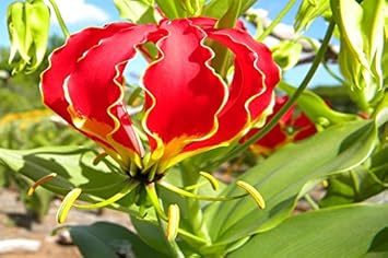 Red Gloriosa Superba Plant Seeds for Planting, 100 pcs - Dharaseeds