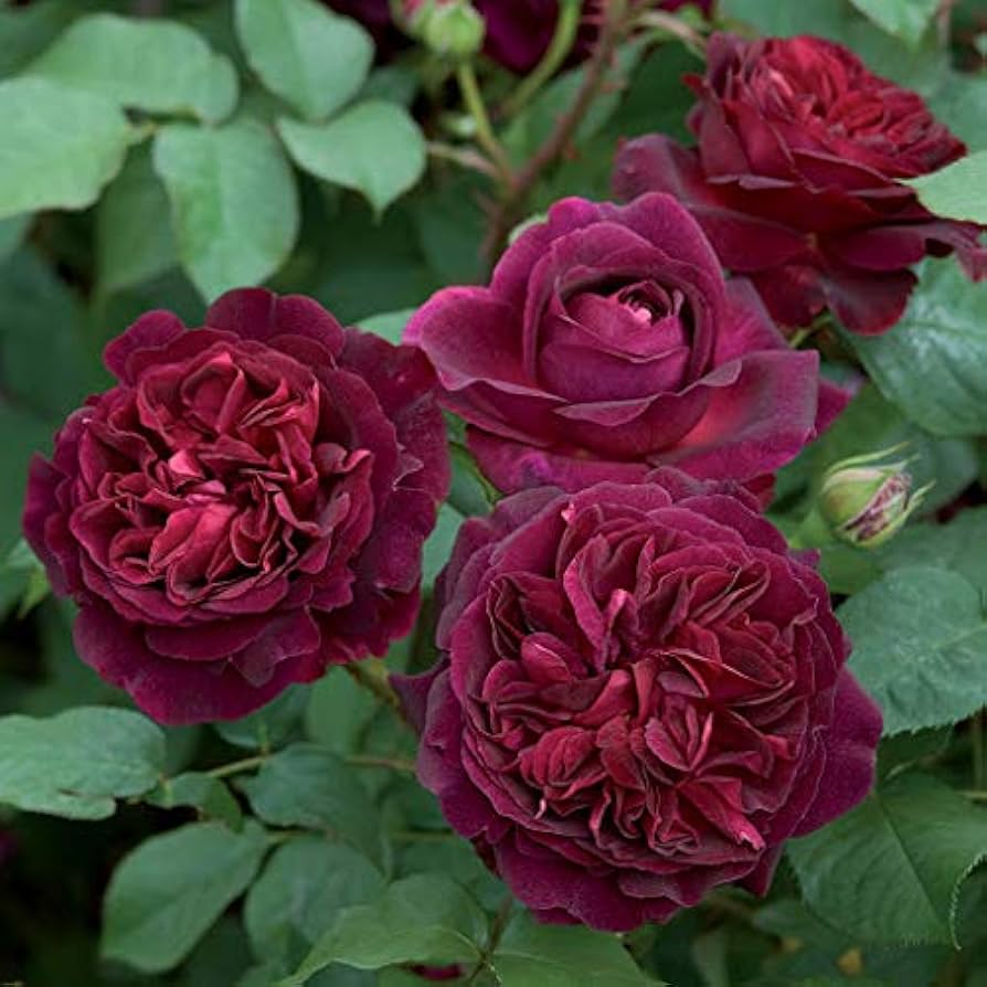 Chinese Rose Seeds – Grow 9 Colors of Rosa – Dharaseeds