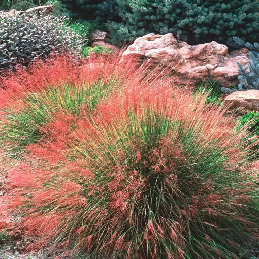 Ruby Muhly Grass Seeds Undaunted Ruby Pink Plume Muhly Grass High ...