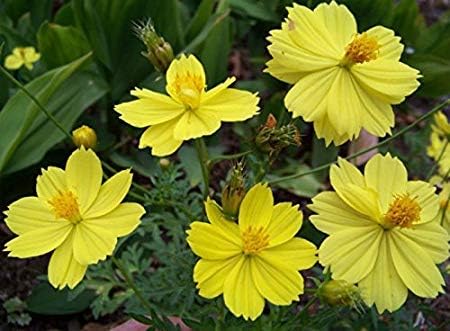 Cosmos Yellow Sunshine Seeds for Planting - Shop Now – Dharaseeds