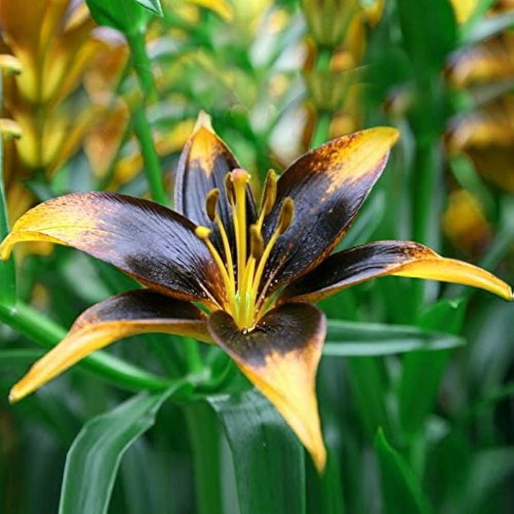 Lily Seeds – Black Heart Lily Flower Seeds for Bonsai Pots – Dharaseeds