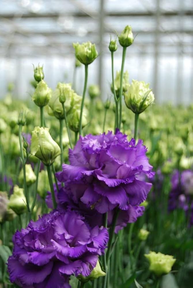 Eustoma Grandiflorum Seeds - Purple Mix Lisianthus for Backyard Gardens ...