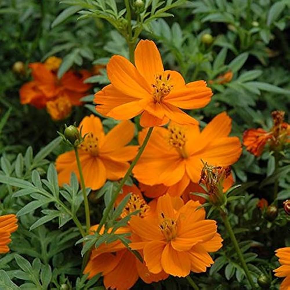 Cosmos Cosmic Series Orange Seeds for Planting Home Garden Flower Bed ...