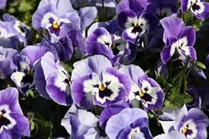 Joker Light Blue Pansy Seeds – Beautiful Blue Pansy Blooms – Dharaseeds