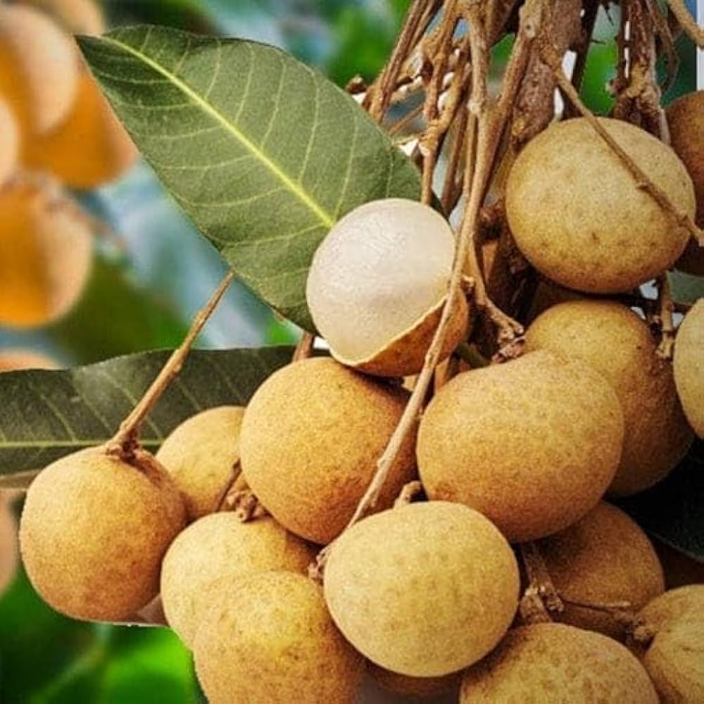 Longan Fruit Seeds for Tropical Garden – Dharaseeds