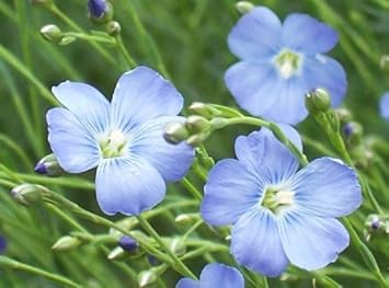 Blue Linum Flower Seeds for Planting - 100 pcs - Dharaseeds