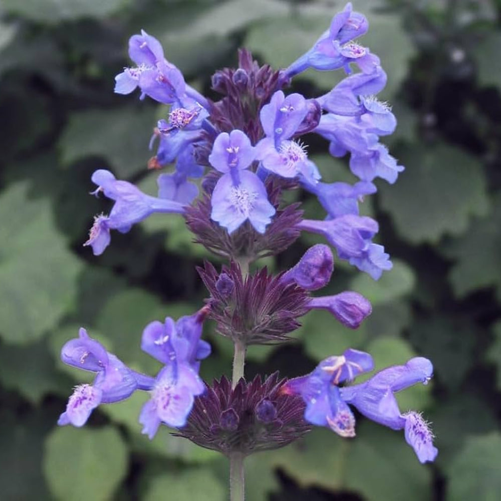 Heirloom Non-GMO Catnip Catmint Flower Seeds for Planting – Aromatic ...