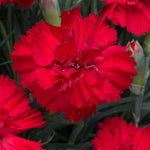 Carnation Seeds - Double Red Variety for Garden Beds and Bouquets ...