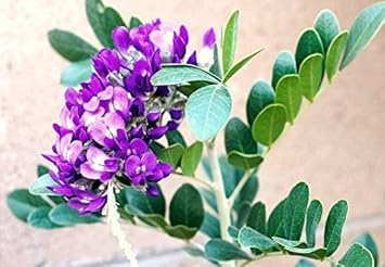 Purple Mescal Flower Seeds for Planting - 100 pcs - Dharaseeds