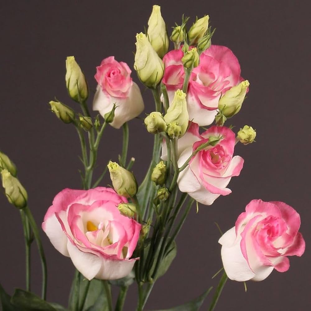 Eustoma Grandiflorum Seeds - Purple, Pink & White Mix Lisianthus for ...