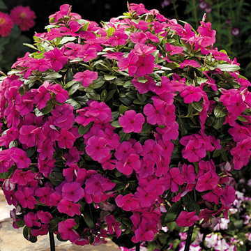 Magenta Cascade Vinca Seeds Trailing Bright Magenta Periwinkle High ...