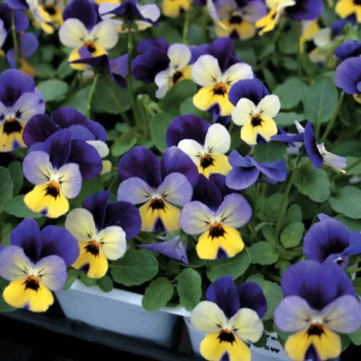 Trailing Johnny Jump Up Viola Seeds Cascading Purple Yellow Viola High ...