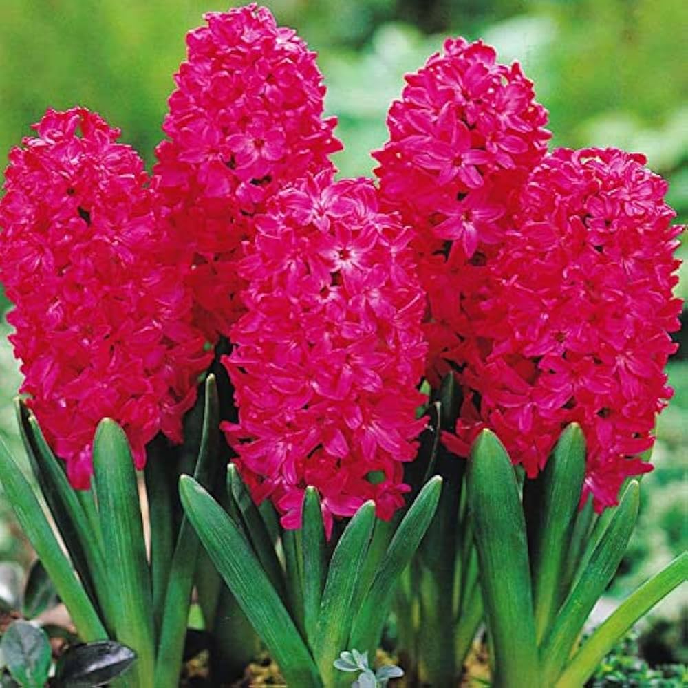 Red Hyacinth Flower Seeds for Planting - 100 pcs - Dharaseeds