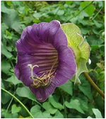 Cobaea Seeds - Cobaea Scandens Climbing Flower Seeds for Trellis ...