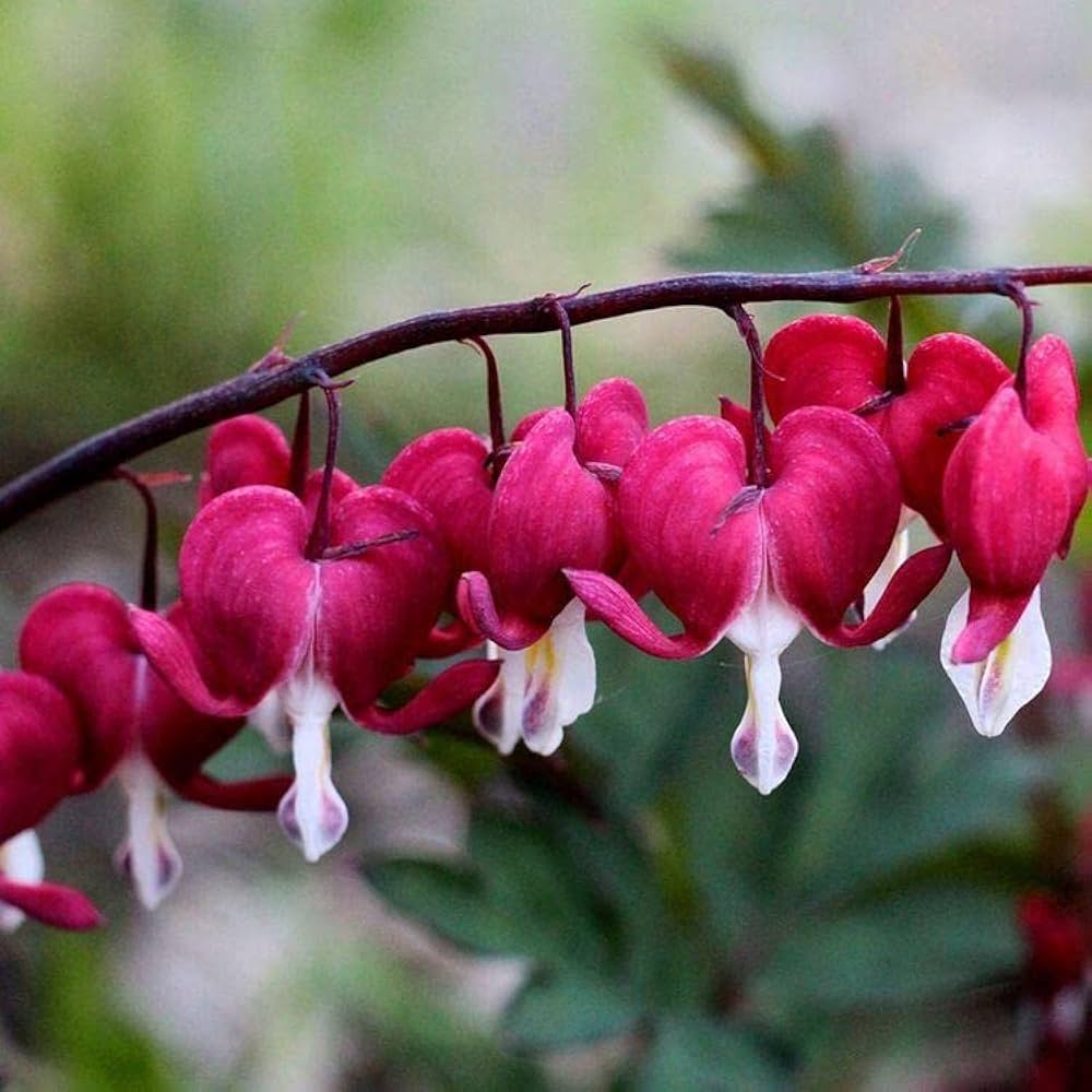 Pink Heart Flower Seeds – Romantic Garden Blooms – Dharaseeds