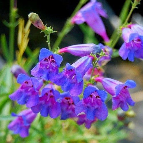 Flower Seeds – Blue Penstemon Perennial Blooming Seeds for Garden ...