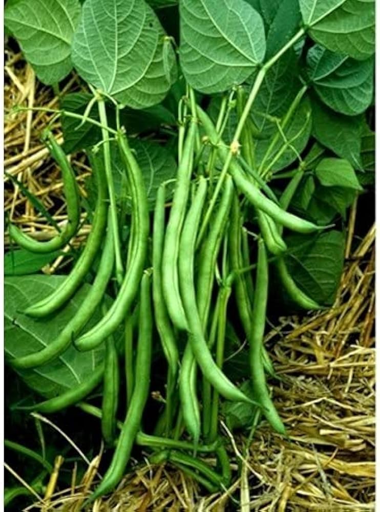 Pole Bean Seeds – High-Yielding Vegetables for Gardens – Dharaseeds