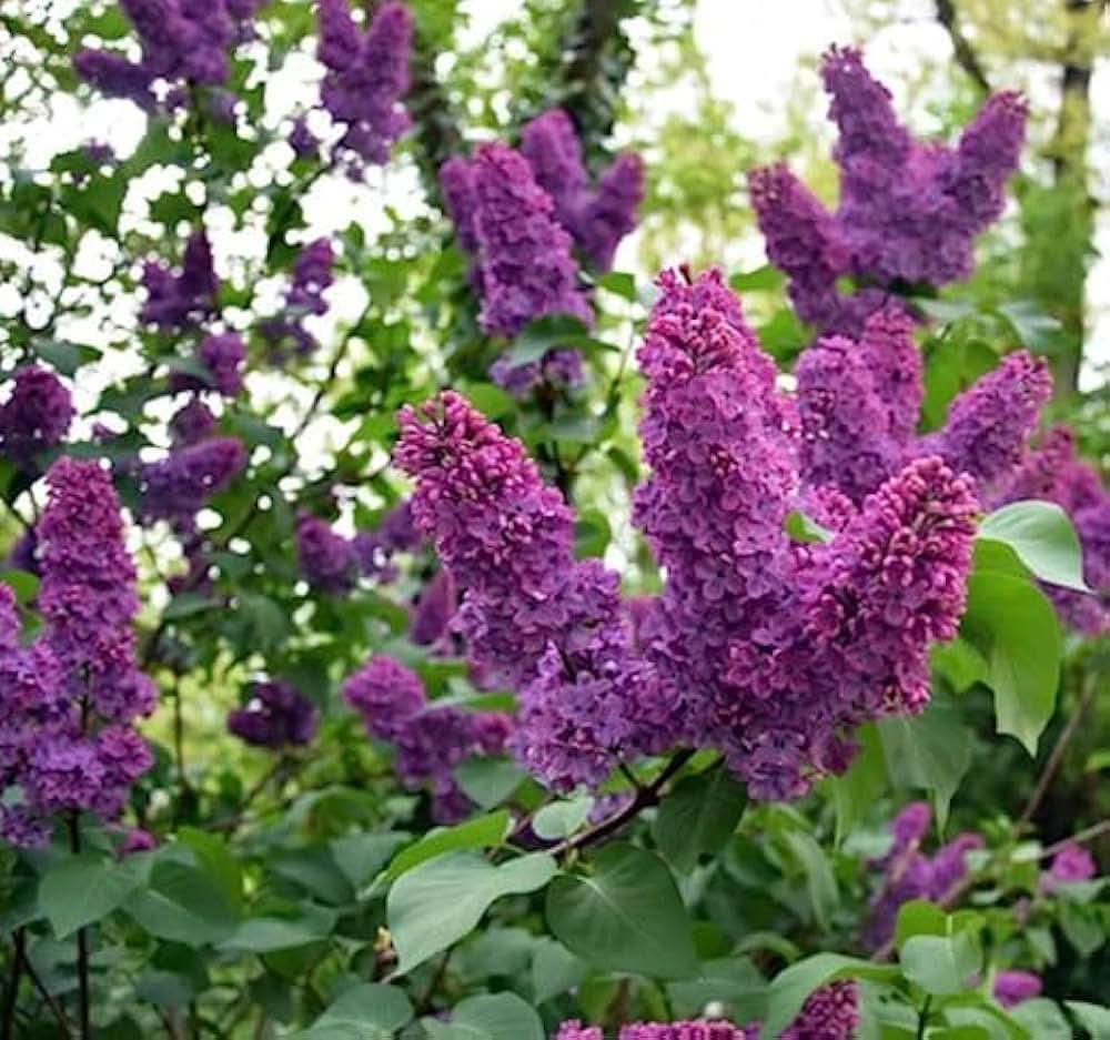 Syringa Reticulata Seeds – Japanese Lilac for Backyard Gardens – Dharaseeds