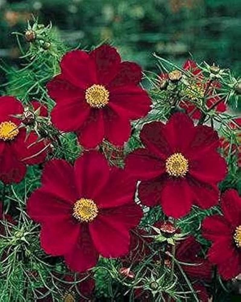 Double Cosmos Cosmos Bipinnatus flower seeds for planting in home ...