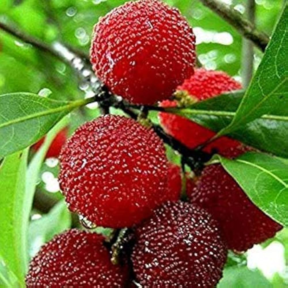 Red Bayberry Seeds pcs Delicious Fruit for Home Garden – Dharaseeds