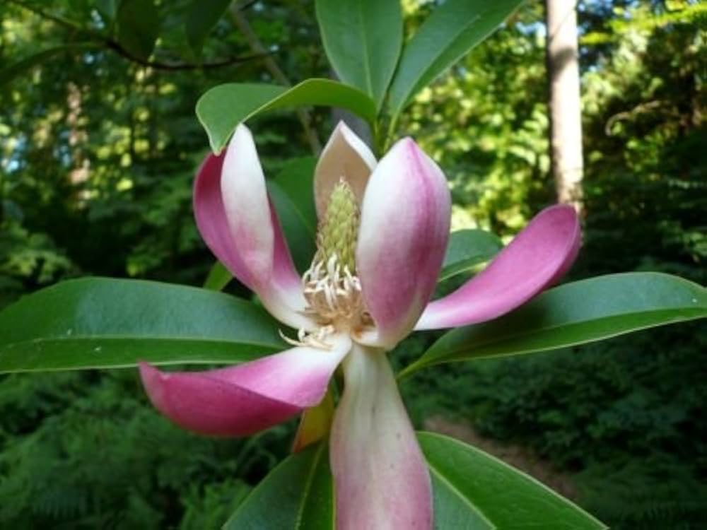 Magnolia Laevifolia Small Leaf Evergreen Magnolia - Fragrant Flowers ...