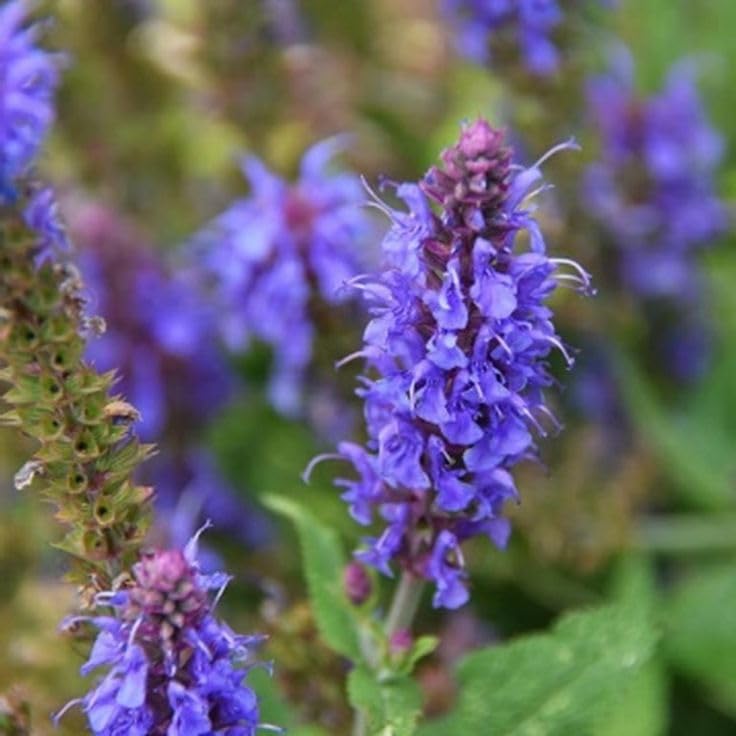 Hyssop Seeds for Planting NON-GMO Heirloom Fresh Flower – Dharaseeds