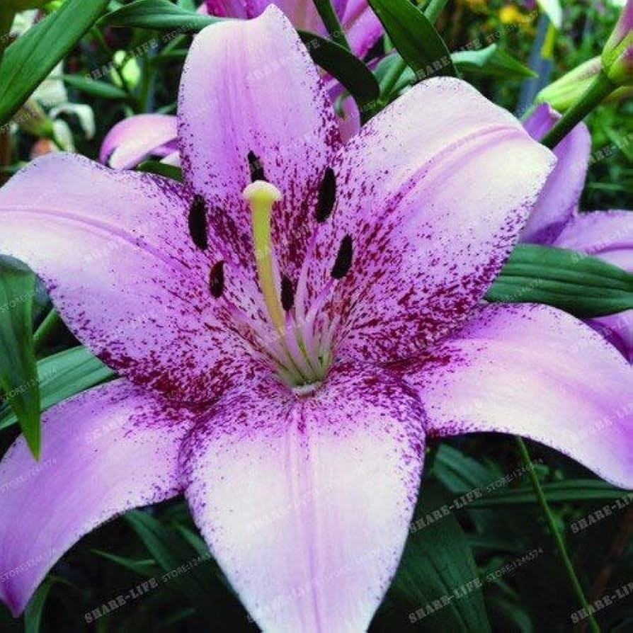 Lily Seeds – Pure White Perennial Indoor & Outdoor – Dharaseeds