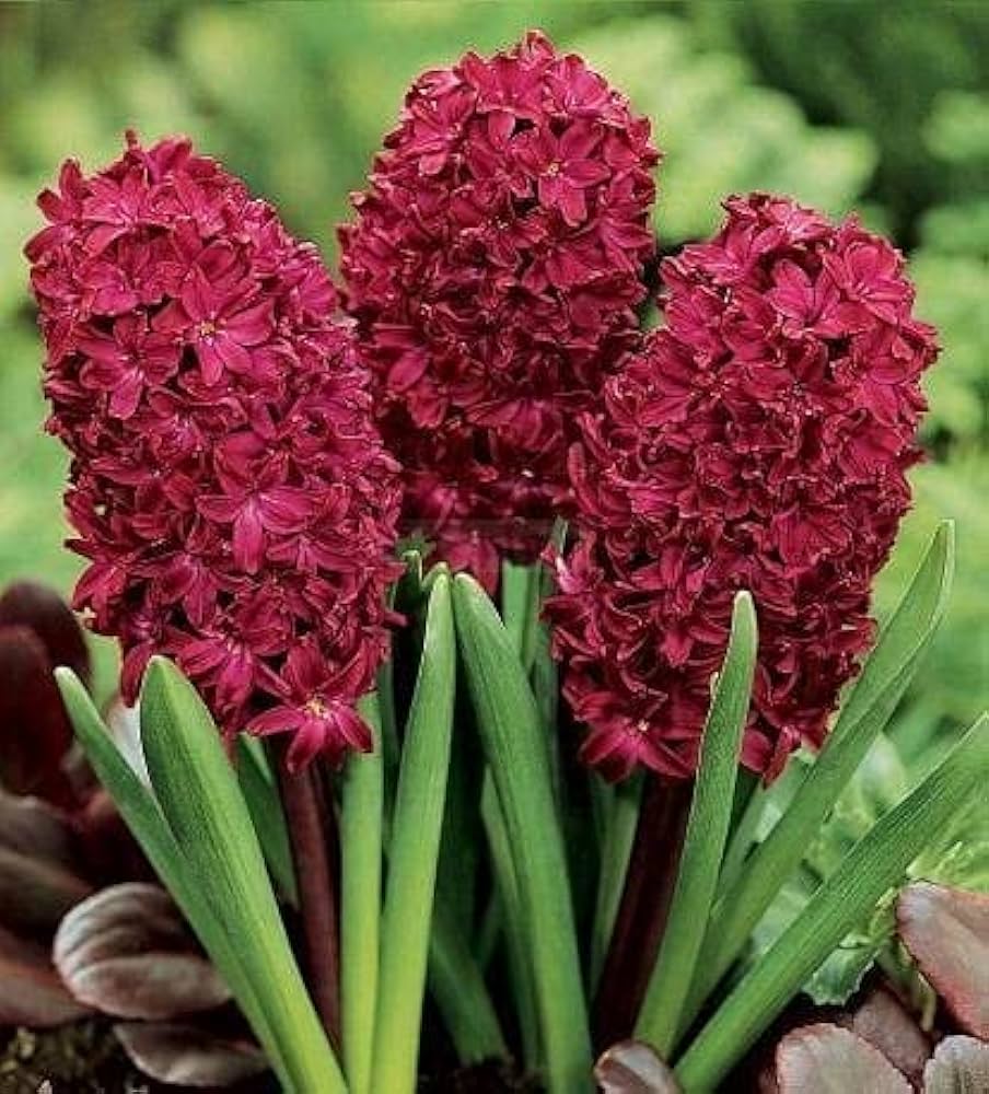 Hyacinth Seeds - Hyacinthus Orientalis Red Variety for Containers and ...