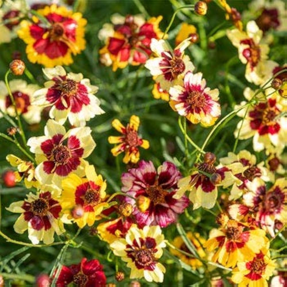 Plains Coreopsis Seeds – Native Wildflower Beauty – Dharaseeds