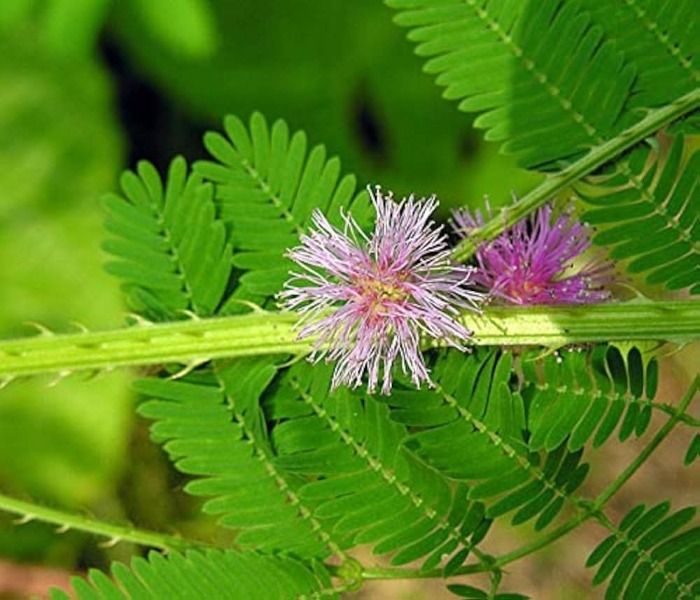 Mimosa Seeds - Sensitive Plant Mimosa pudica for Educational Gardens ...