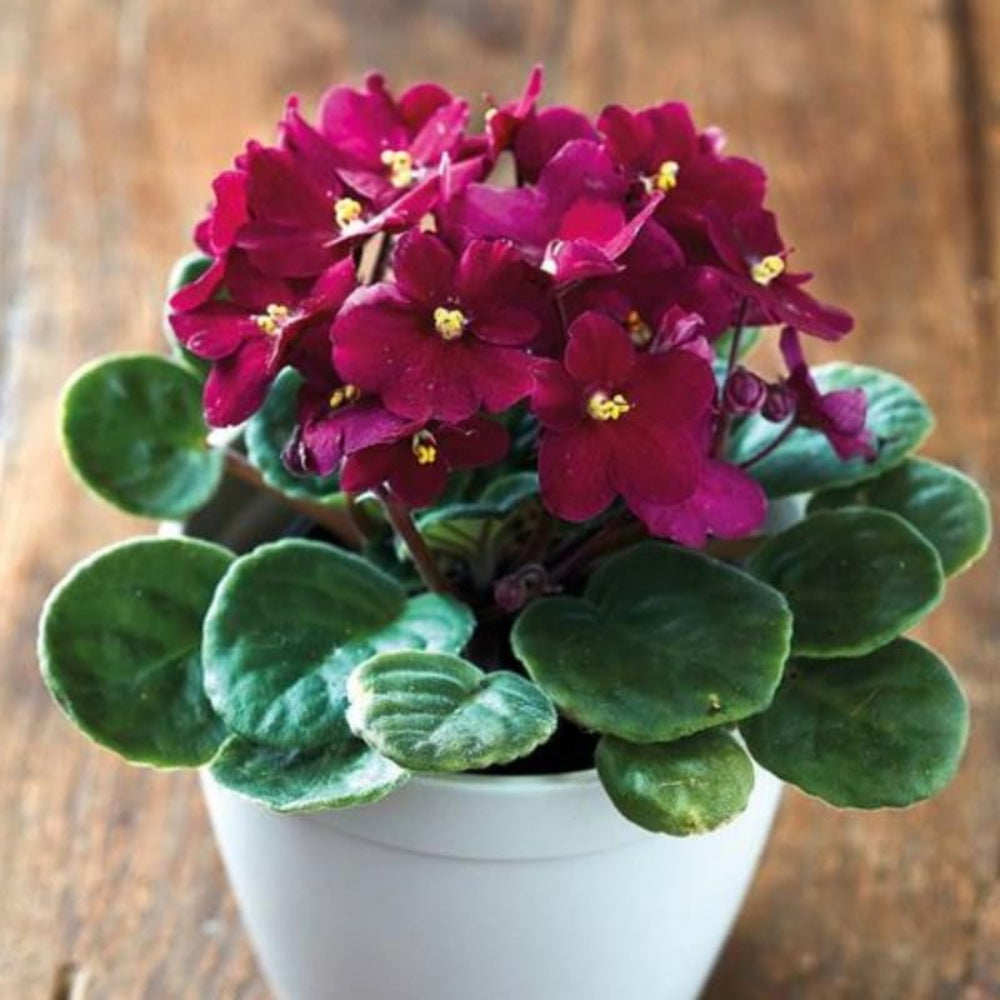 Red African Violet Flower Seeds – Heirloom, Non-GMO Seeds for Planting ...