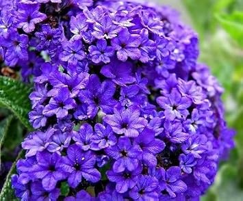 Blue Marine Flower Seeds for Planting – Organic, Heirloom, Non-GMO ...