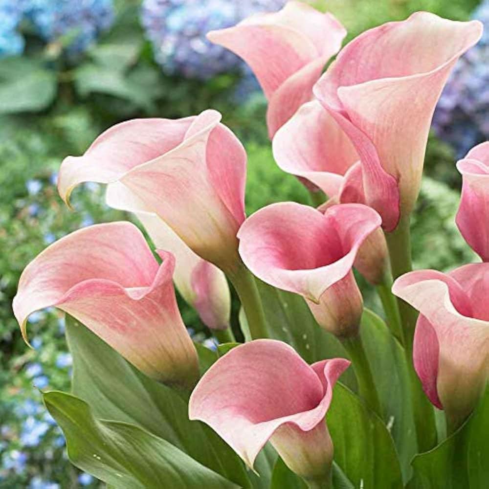 Heirloom Non-GMO Baby Pink Calla Flower Seeds for Planting – Elegant ...