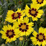 Coreopsis Cosmos Flower Seeds for Planting – Vibrant Blooms, Non-GMO ...