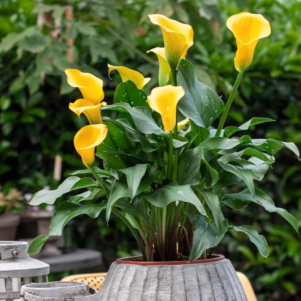 Yellow Calla Lily Seeds Zantedeschia for Planting - Buy Now – Dharaseeds