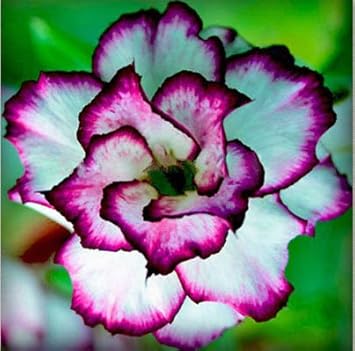 Organic Heirloom White Purple Adenium Flower Seeds – Non-GMO Stunning ...