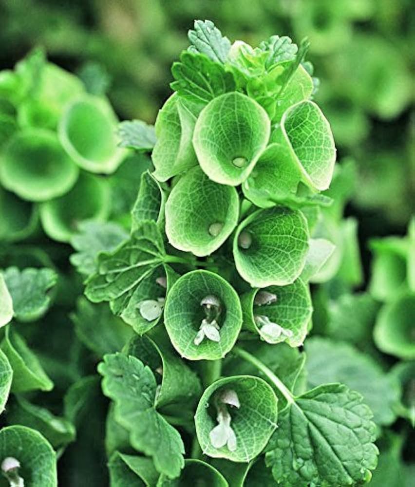Moluccella Laevis Seeds – Bells of Ireland for Flower Arrangements ...